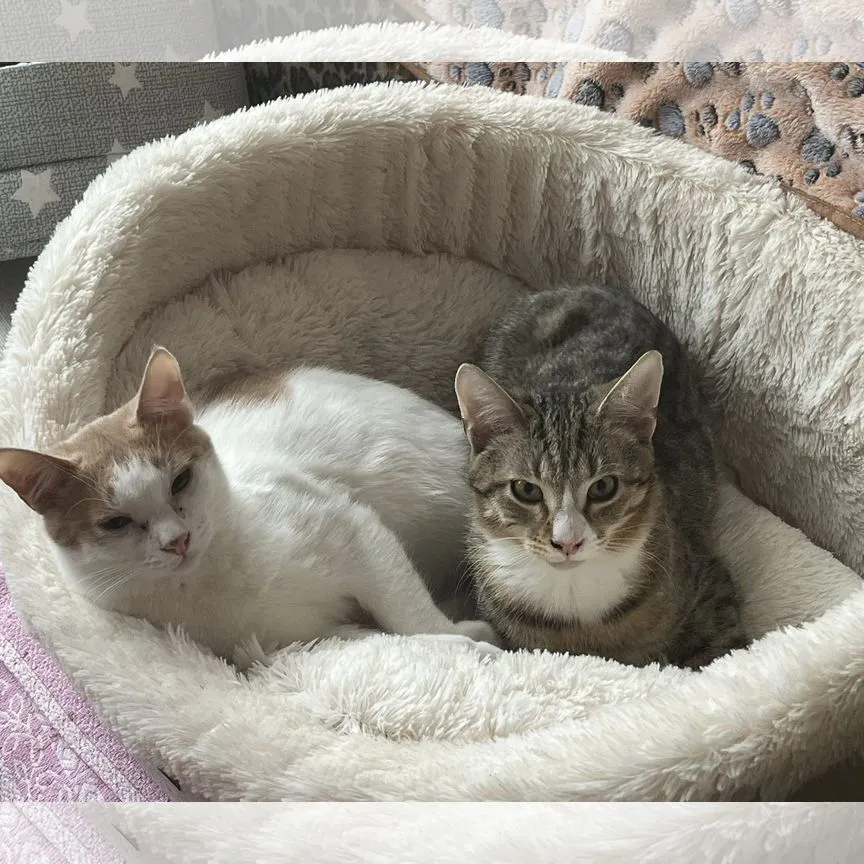 Котики подростки неразлучные друзья мальчики