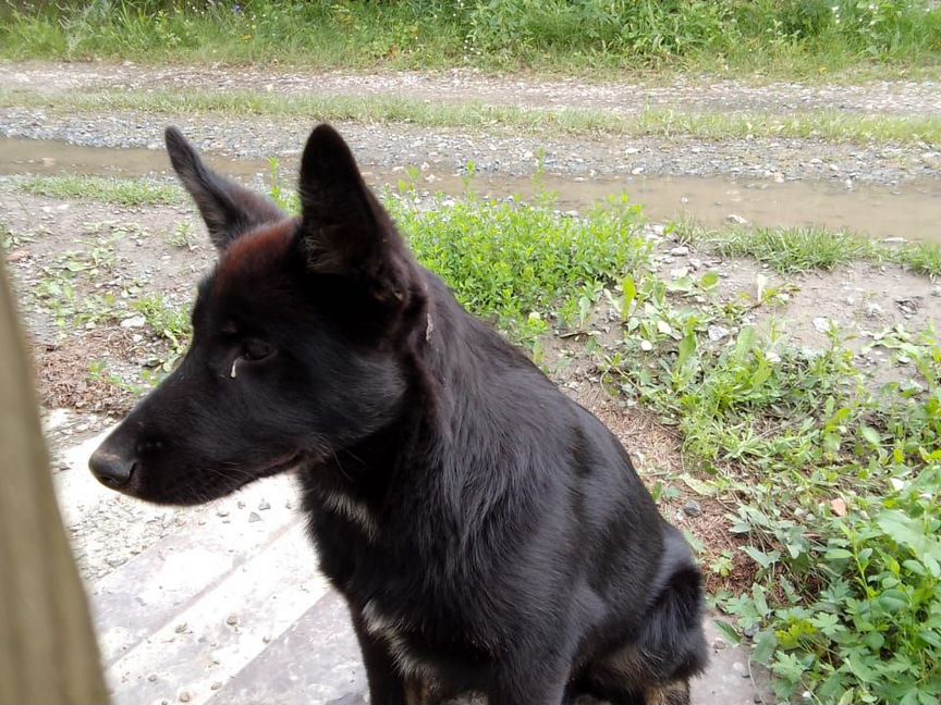 Щенок ищет хозяев