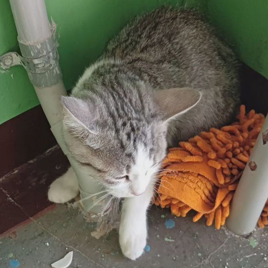 Котенка подростка подкинули в подъезд