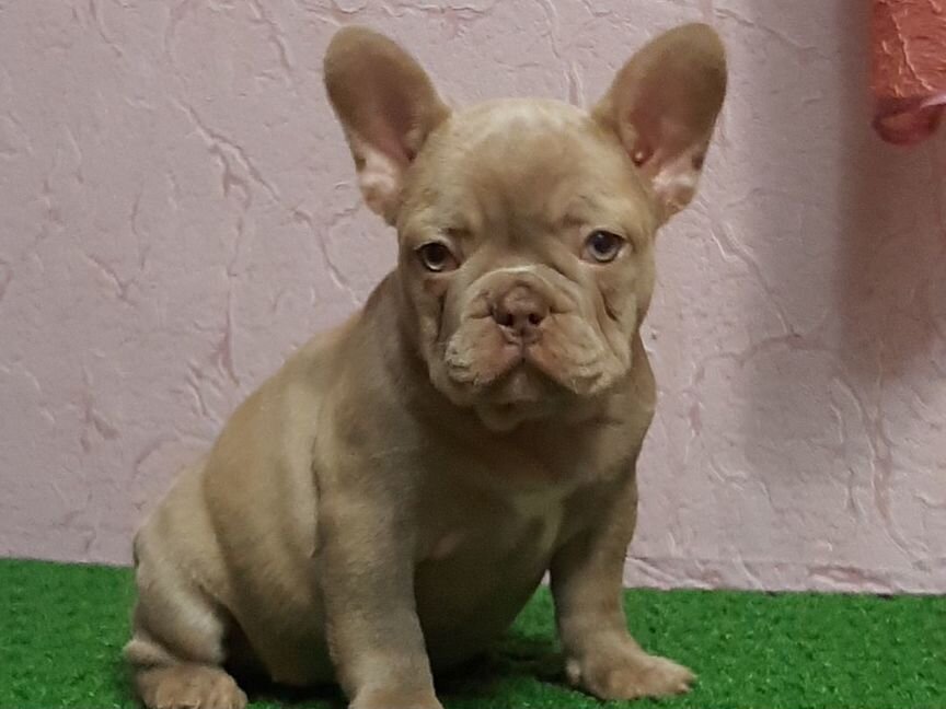 Девочка в окрасе Нью Шейд Изабелла