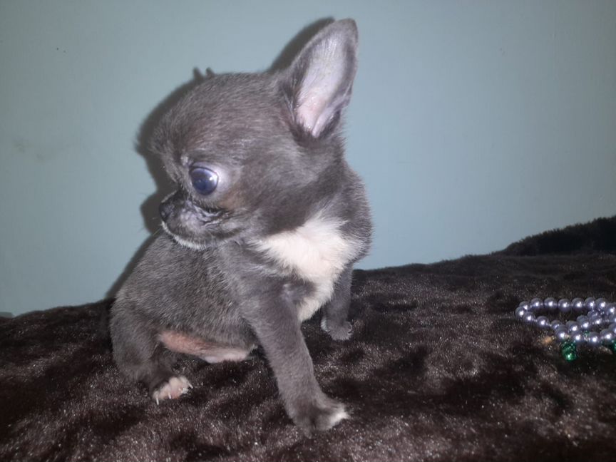 Чихуахуа супермини мальчик