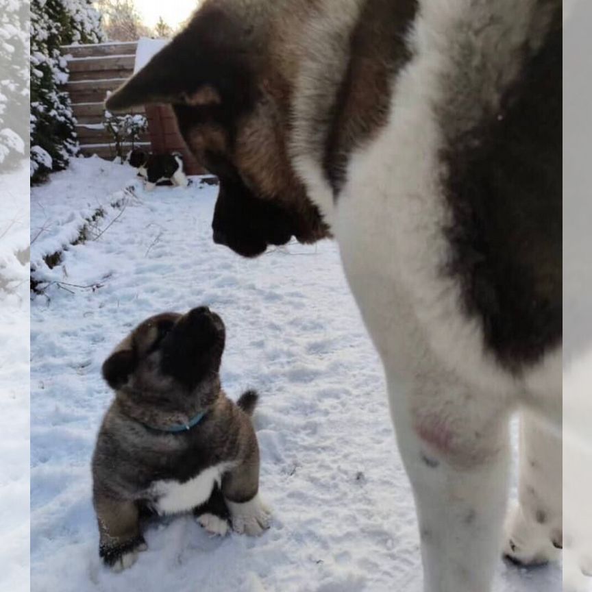 Американская акита, щенок