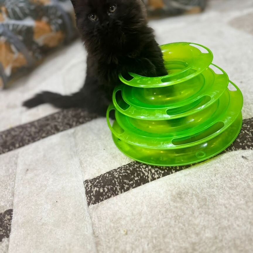 Продам котят породы мейкун