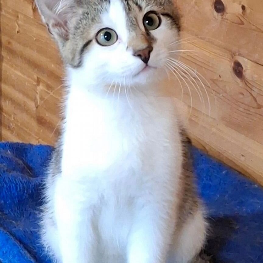 Котёночек- огонь