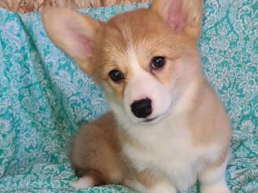 Вельш-корги Пемброк