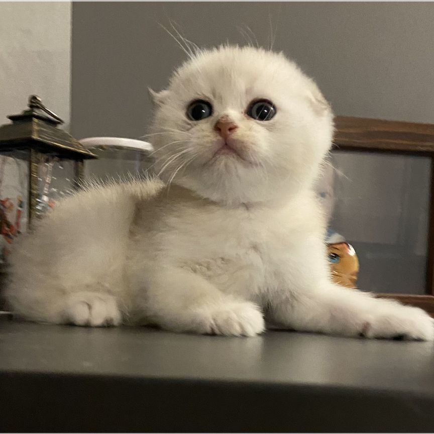 Шотландский вислоухий короткошёрстный котёнок