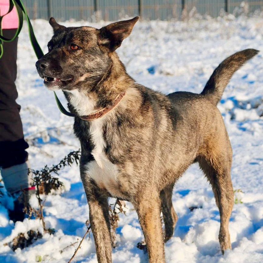 Ласковый мальчик Лютик