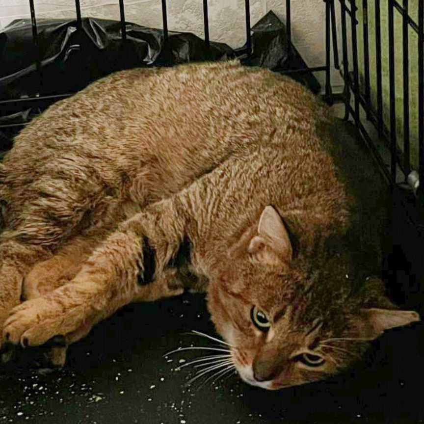 В добрые руки кот