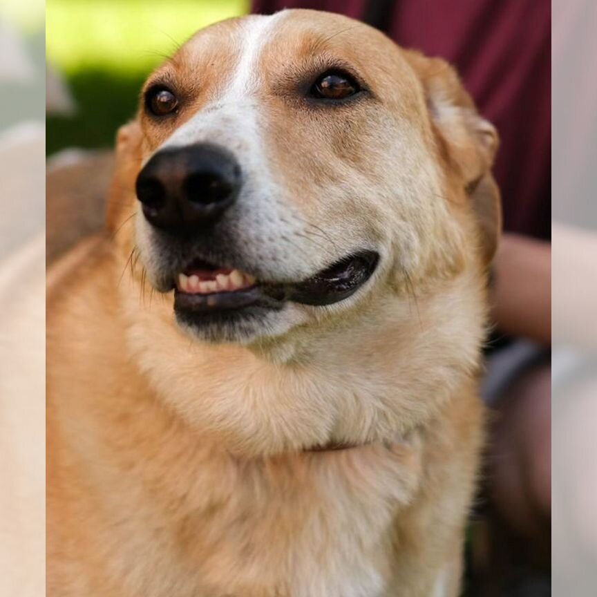 Отдам в добрые руки