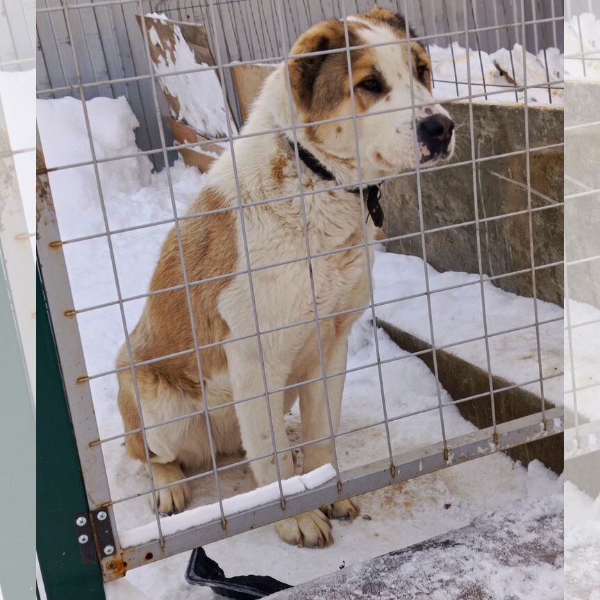 Среднеазиатская овчарка, взрослая собака