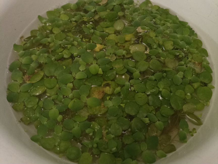 Пистия, риччия и лимнобиум