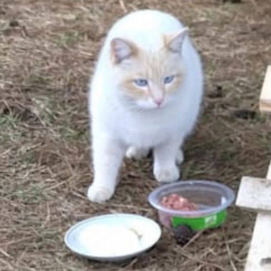 Молодой котик