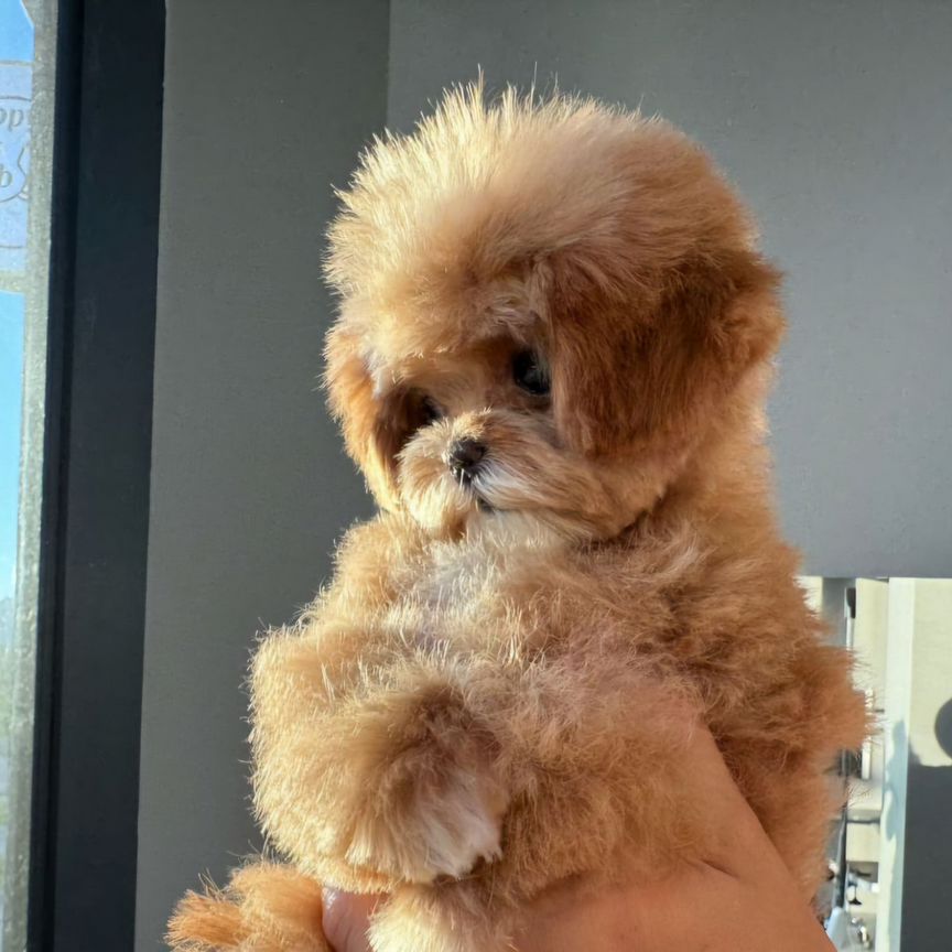 Мальтипу из Кореи