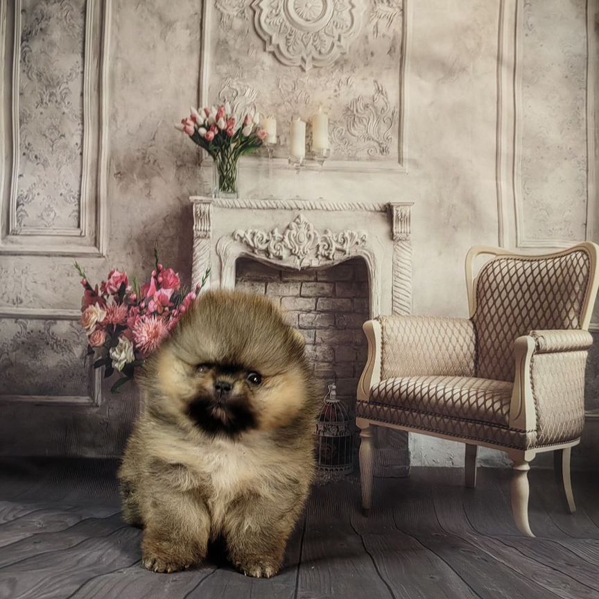 Померанский шпиц, щенок