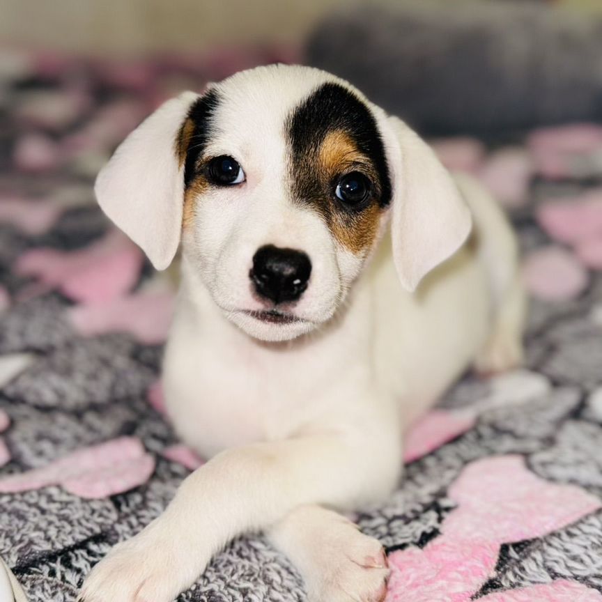 Джек рассел терьер девочка