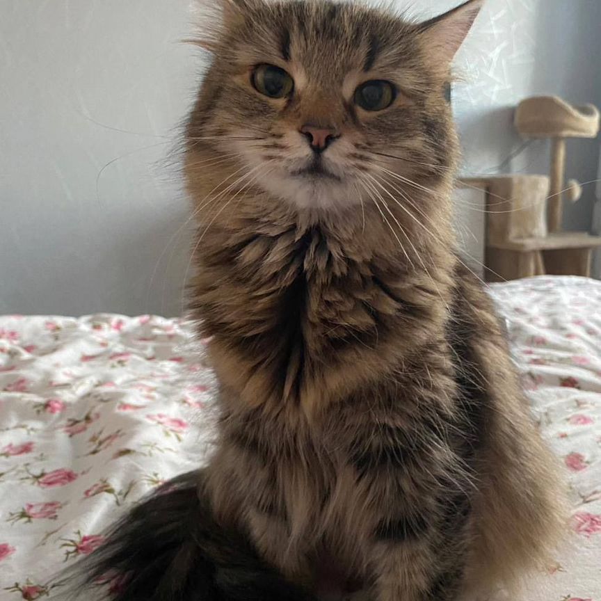 Кошечка Муся
