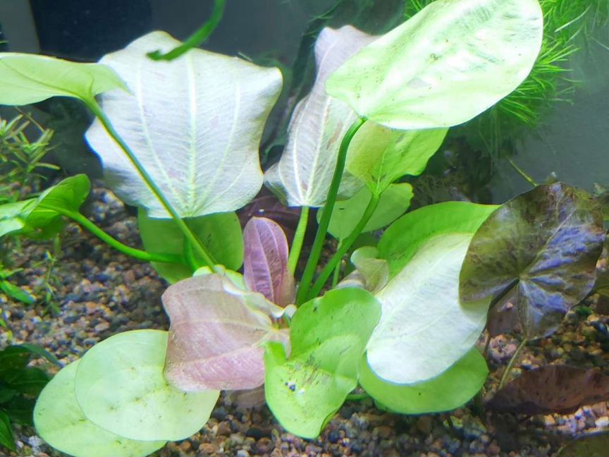 Аквариумные растения