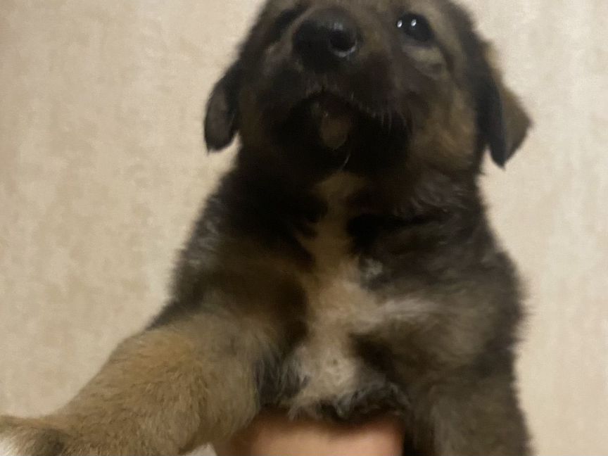 Бездомные щенки в дорые руки