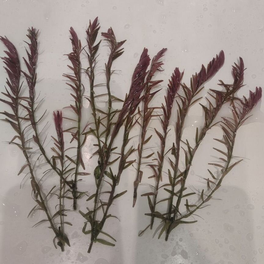 Аквариумное растение Ротала индика