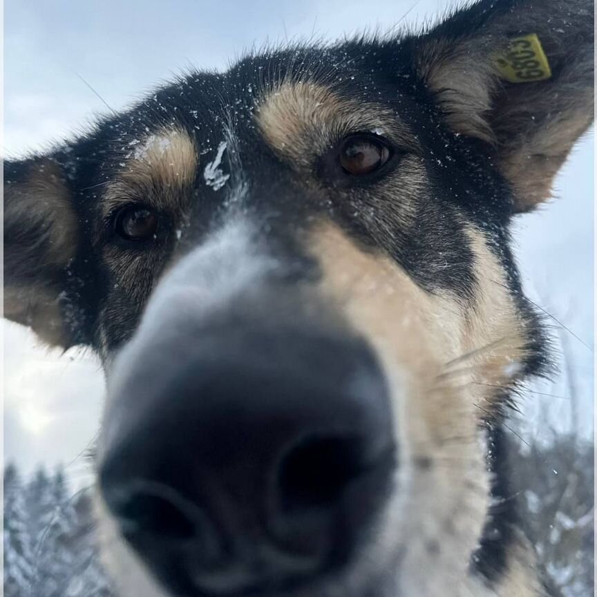 Взрослый пёс в добрые руки