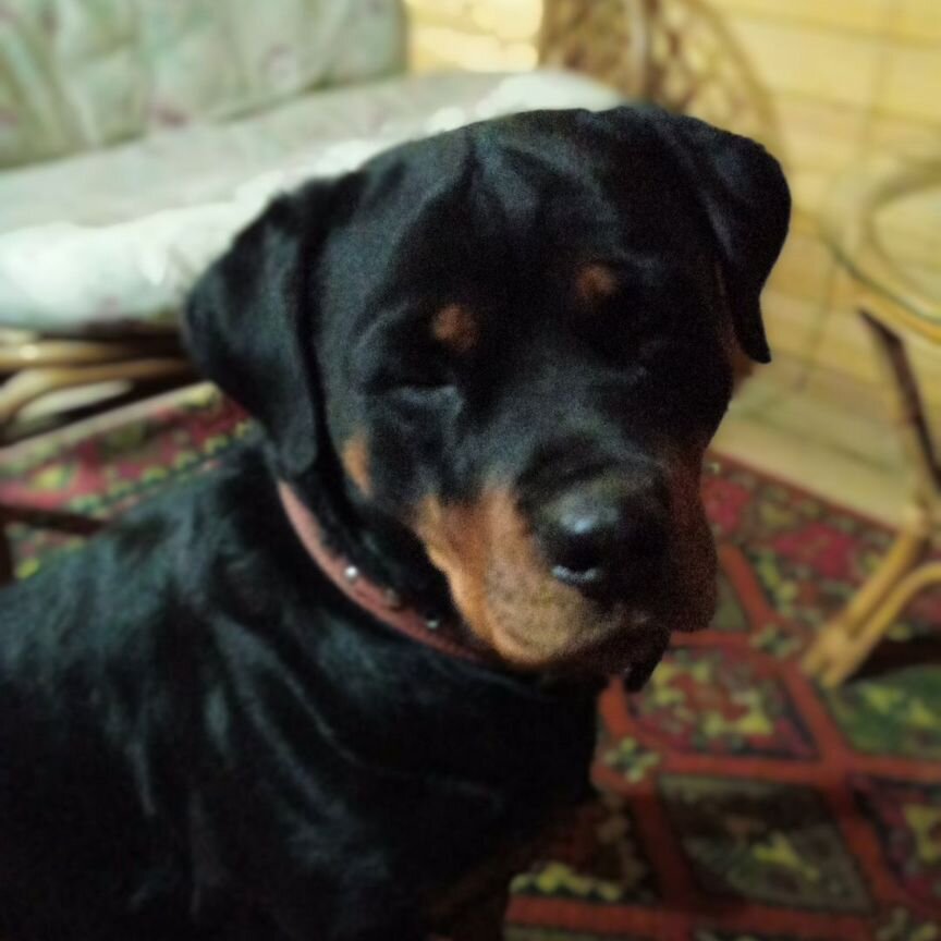 Отдам в добрые руки