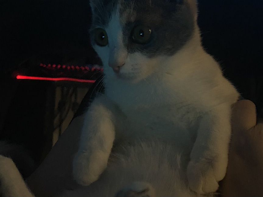 Котенок в добрые руки