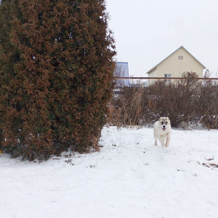 Продам щенка алабая