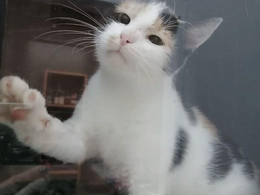 Кошечка Маруся