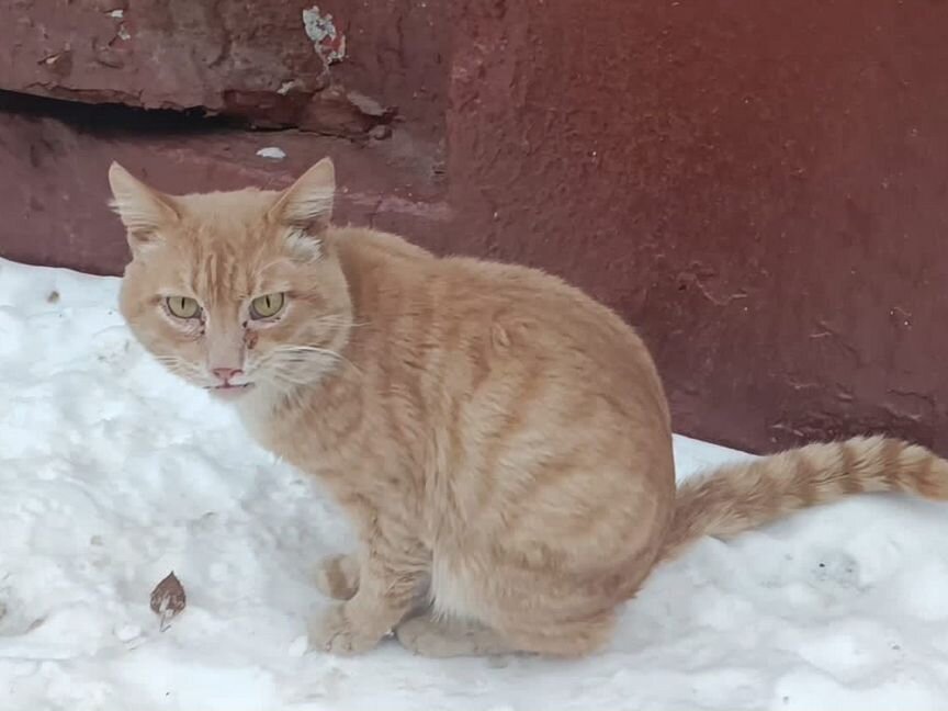 Кошка в дар