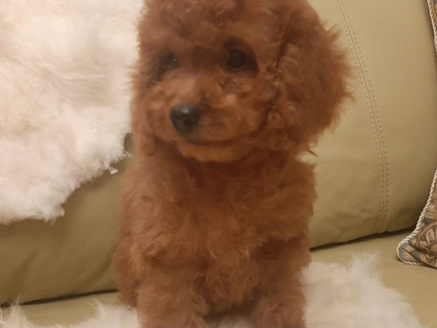 Щеночек карлик пудель девочка красная