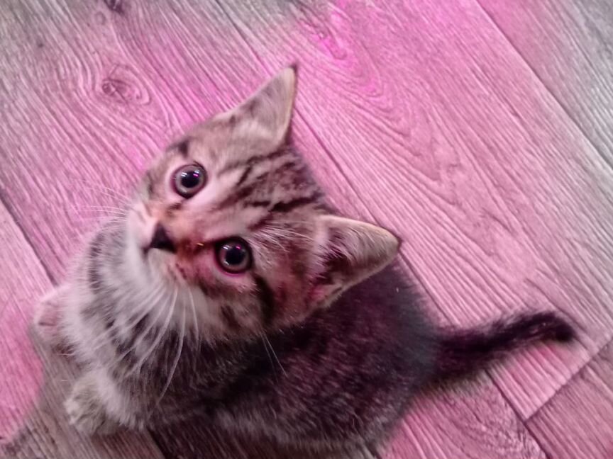 Котята