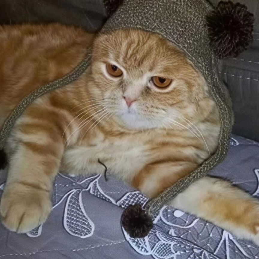 Шапочка для маленькой собачки