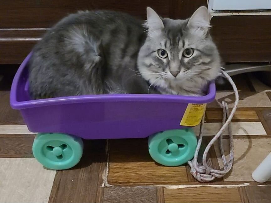 Котенок
