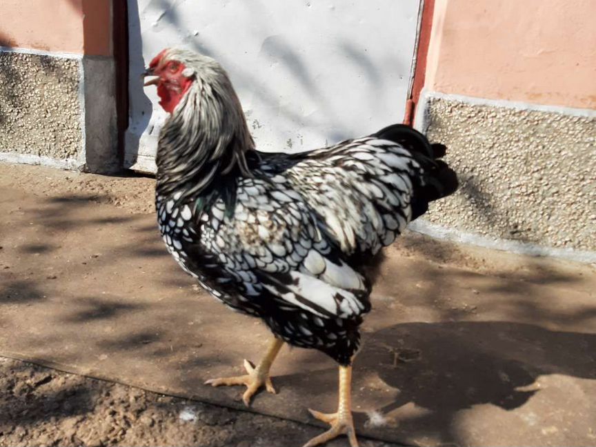 Куры петухи