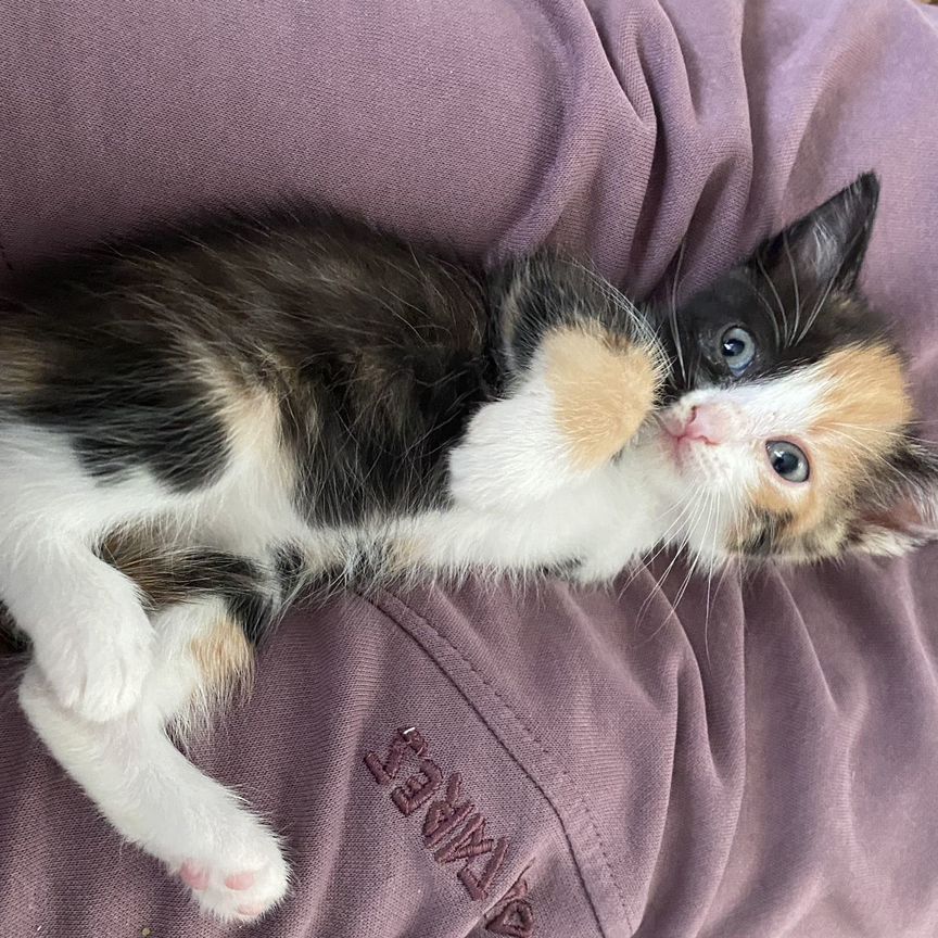 Котенкок