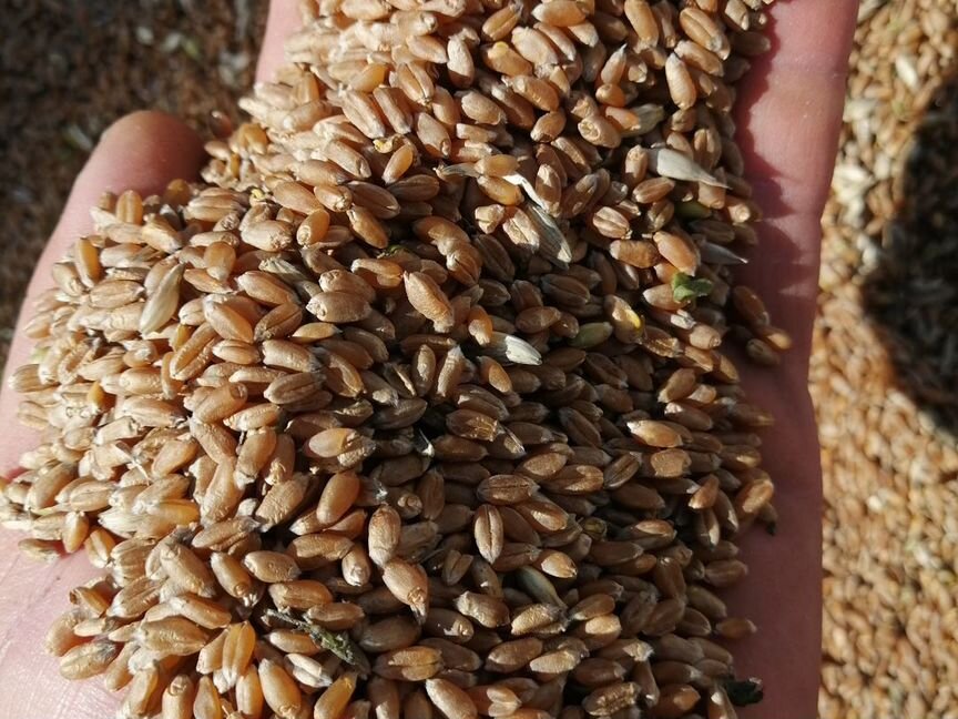 Продам Пшеницу Доставка