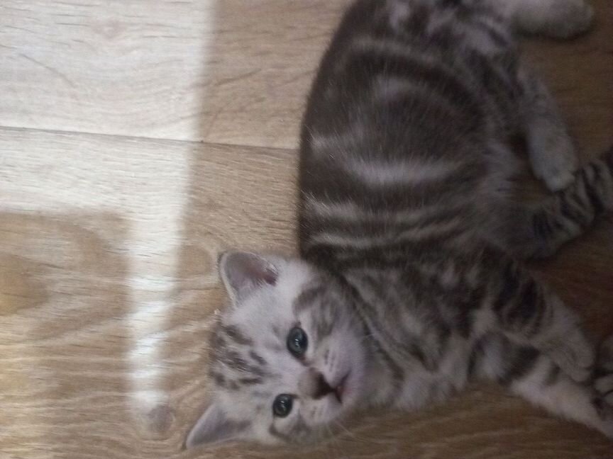 Шотландская порода, серый мраморный окрас