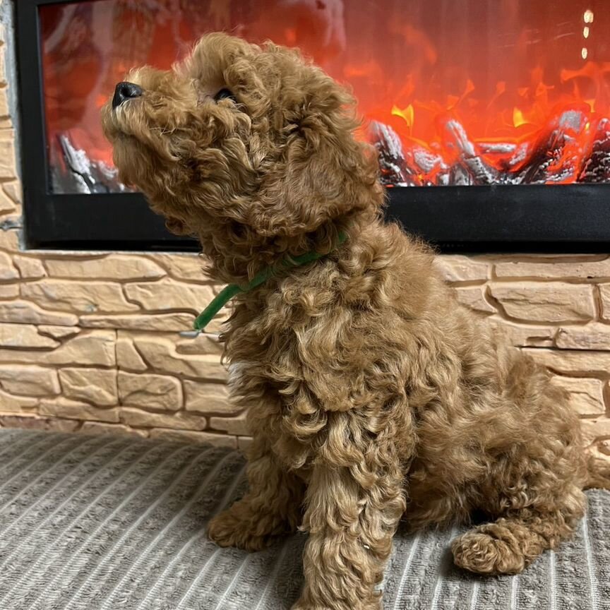 Той-пудель, щенок