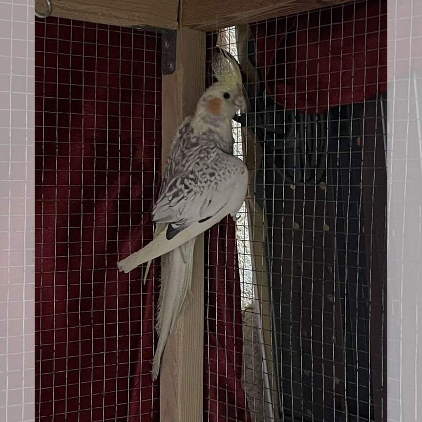 Попугай корелла с клеткой