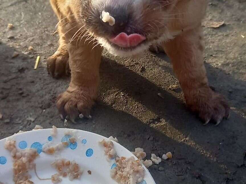 Собака в добрые руки щенок