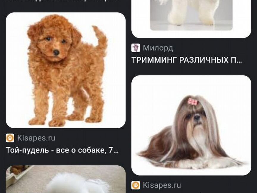 Собачку девочку