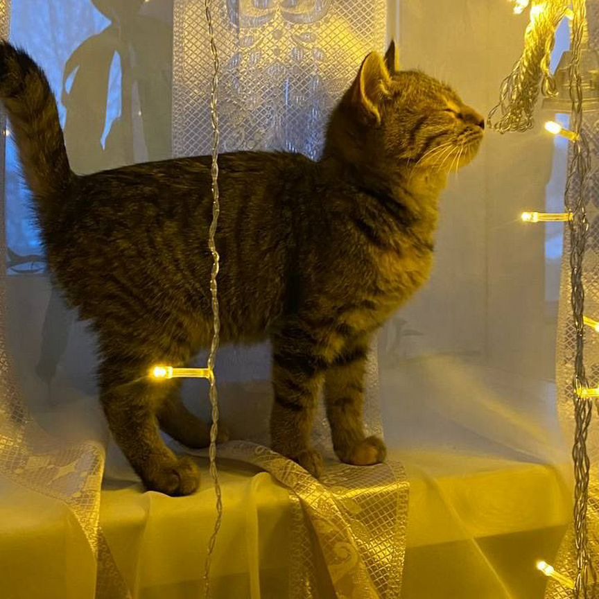 Спасите котенка