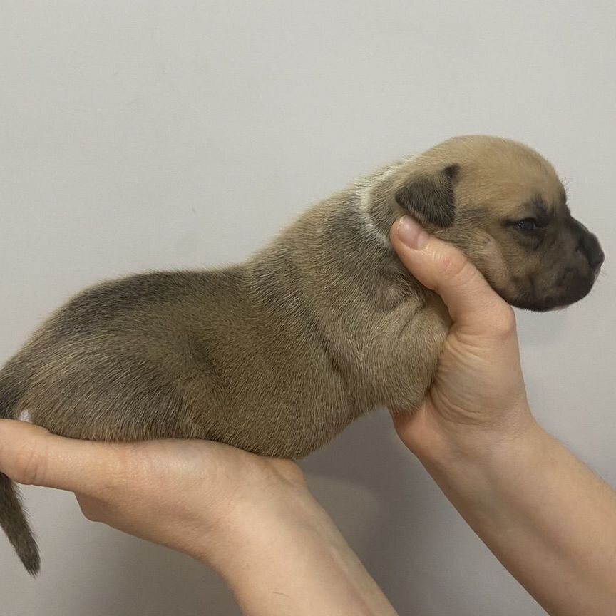 Американский стаффордширский терьер, щенок