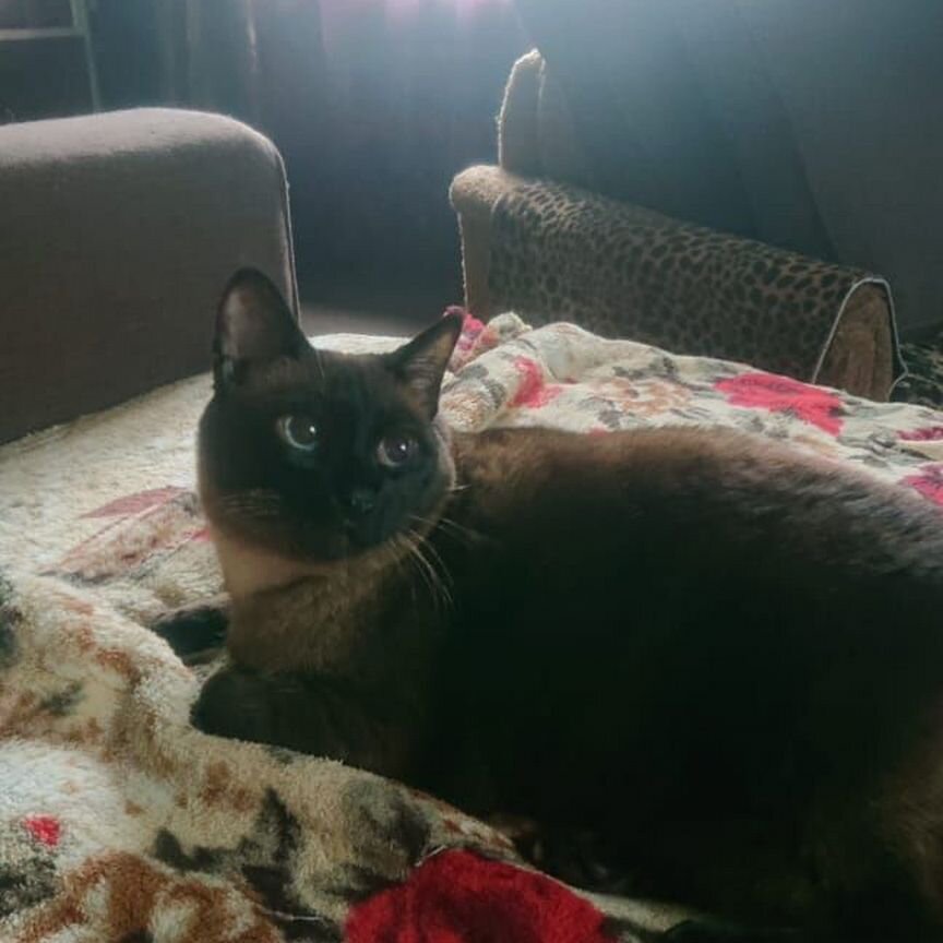 Отдам сиамского кота в добрые руки