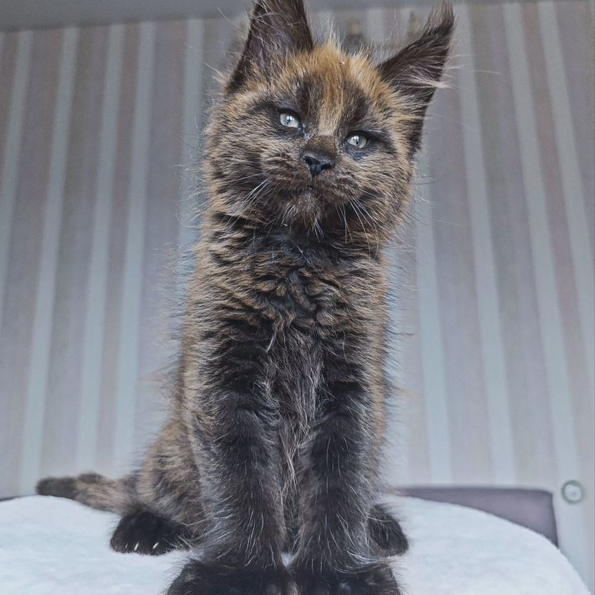 Кот мейн кун полидакт продажа