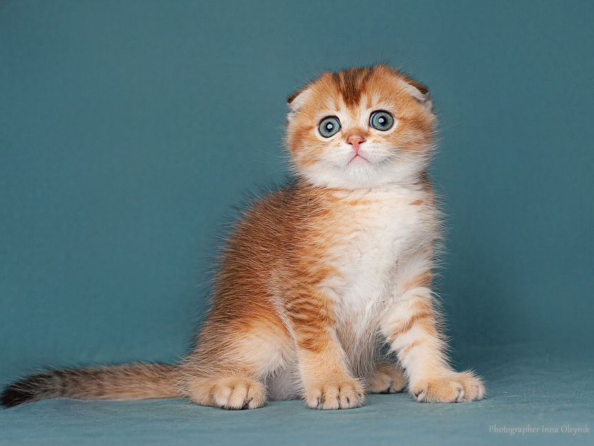 Красотун в золотой шубке