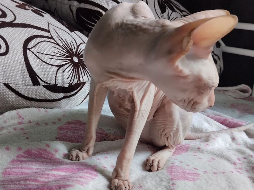 Кошки в добрые руки бесплатно