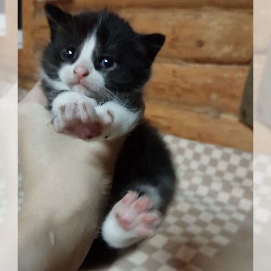 Котята в добрые руки мальчик и девочка