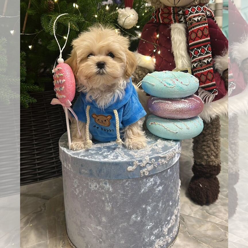 Карамельный мальчик мальтипу ф1