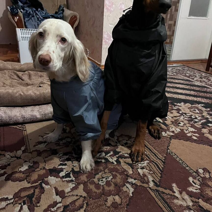 Русский охотничий спаниель